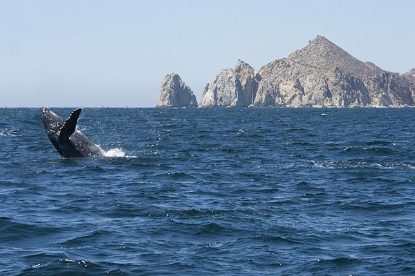 Avistamiento De Ballenas Los Cabos - Tours, paseos y actividades en Los ...
