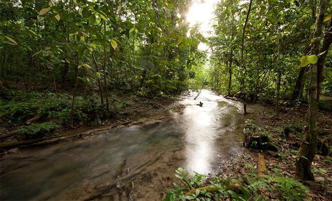 Caminata por la Selva Lacandona | Tours y actividades en Palenque