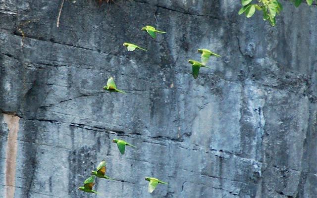 Sima De Las Cotorras - Tours, paseos y actividades en Chiapas