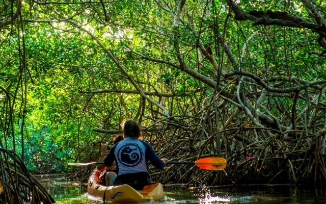 Tour Kayak En Xcalak - Tours, paseos y actividades en Xcalak